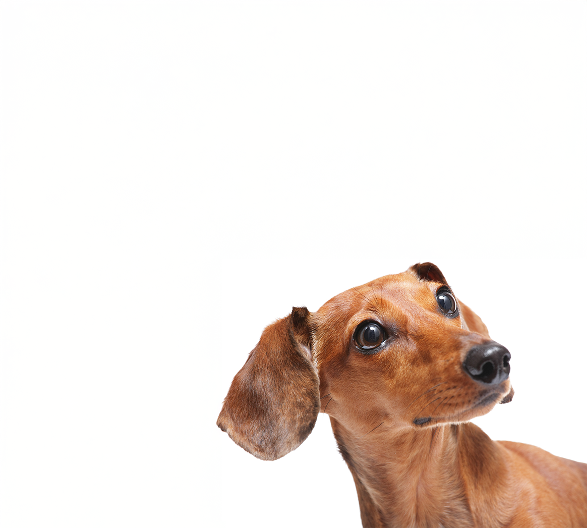 The New Year Dog Exercise Guide – Wag Tantrum