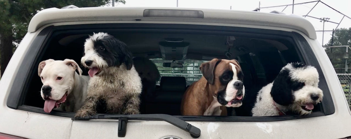 Dogs and Cars – Wag Tantrum