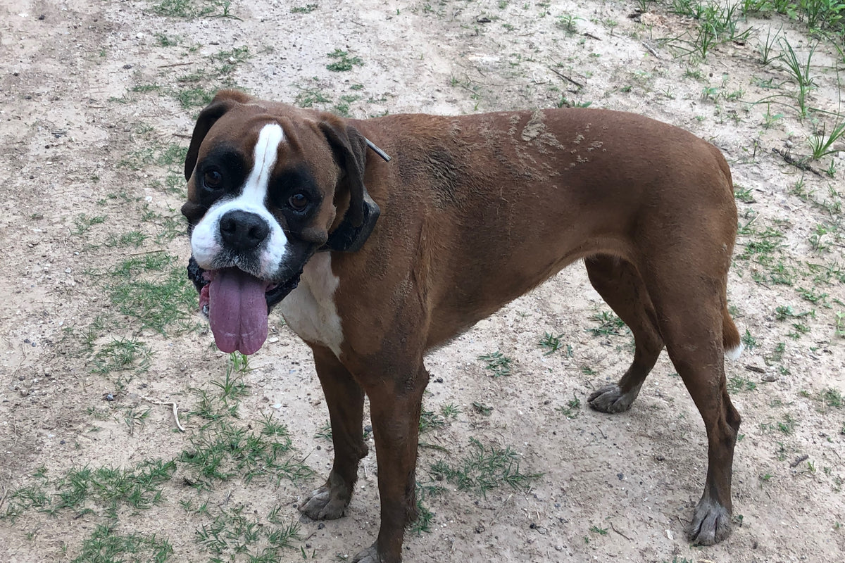 Diet and Exercise, the Perfect Combo for Your Pooch – Wag Tantrum