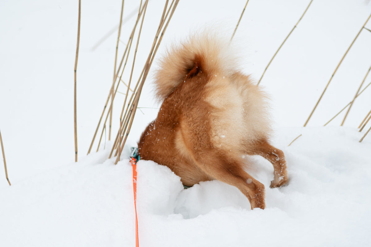 Big Dog Strategies for Cold Weather – Wag Tantrum