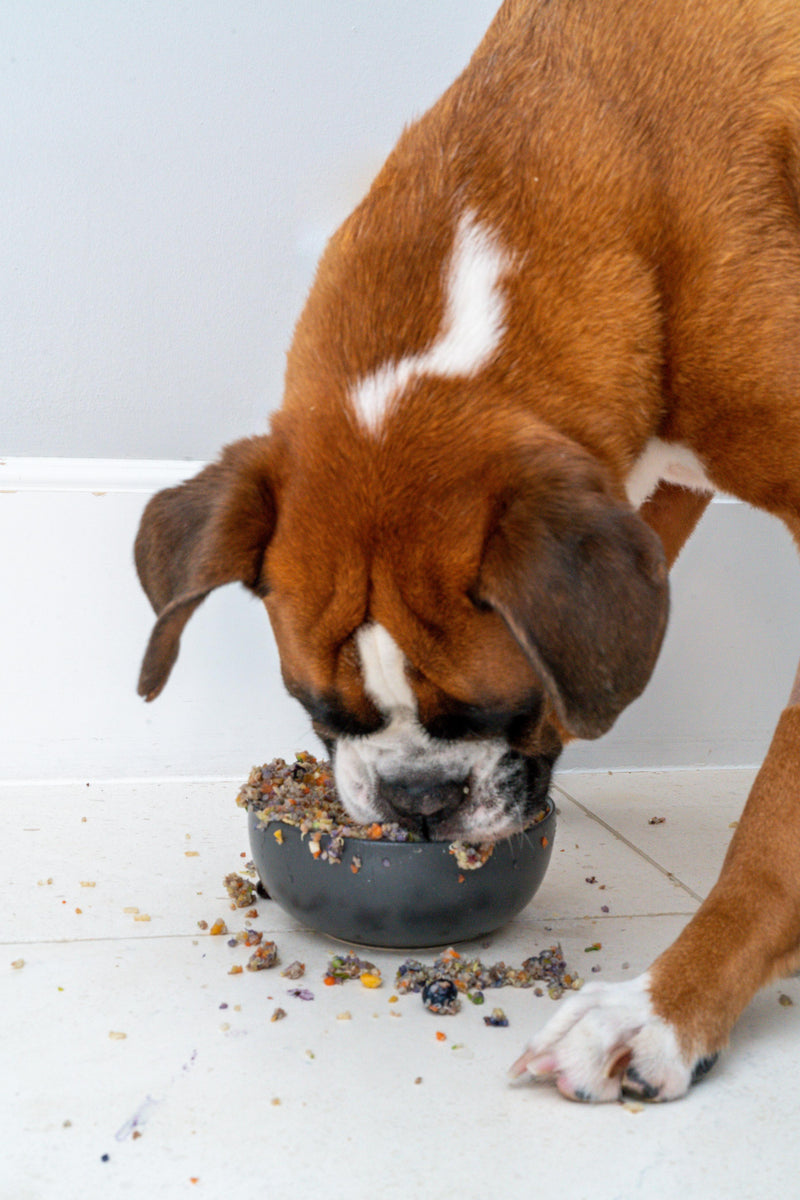 Starter Fresh Organic Dog Food Meal Plan Delivery – Wag Tantrum